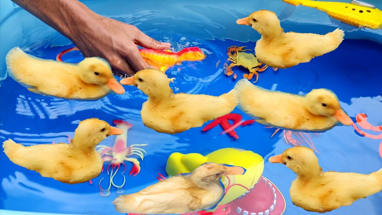Ducklings videos !!! baby duck swimming pool and playing toys /// (duck ...