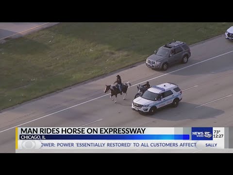 VIDEO: Man rides horse on expressway