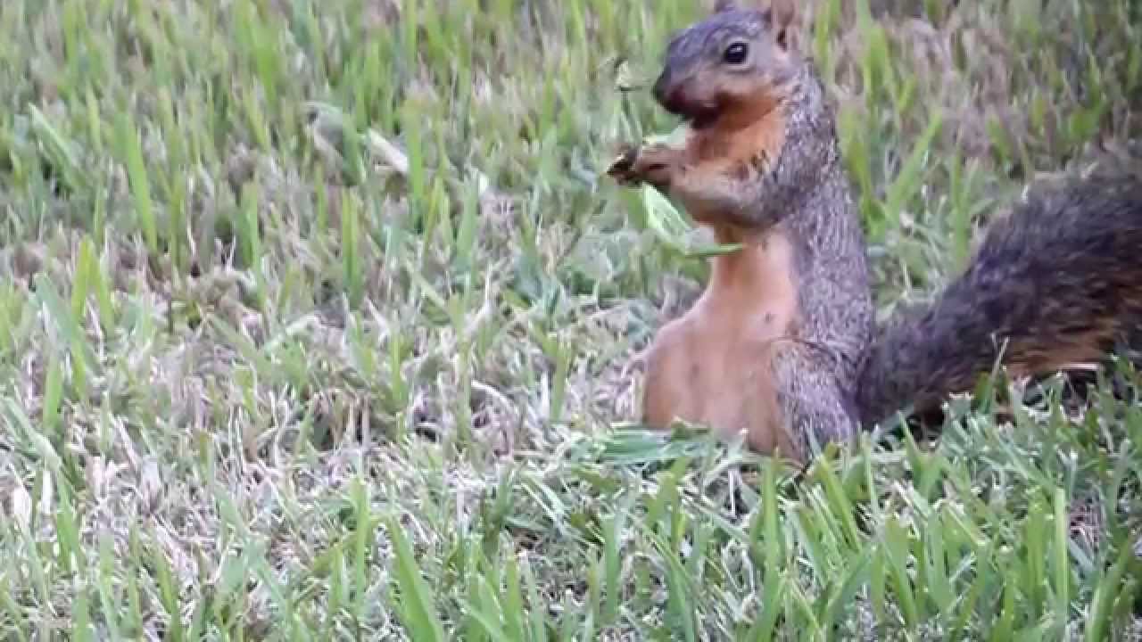 How does a squirrel eat Grass on my Yard 松鼠如何吃草 - YouTube