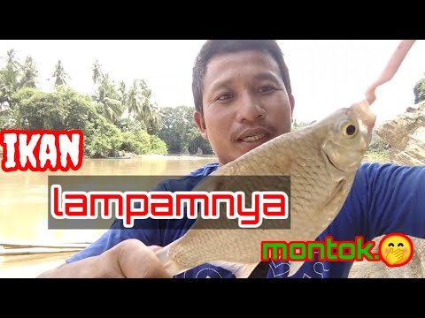 Mancing ikan lampam umpan usus ayam strike ikan lampam montok montok