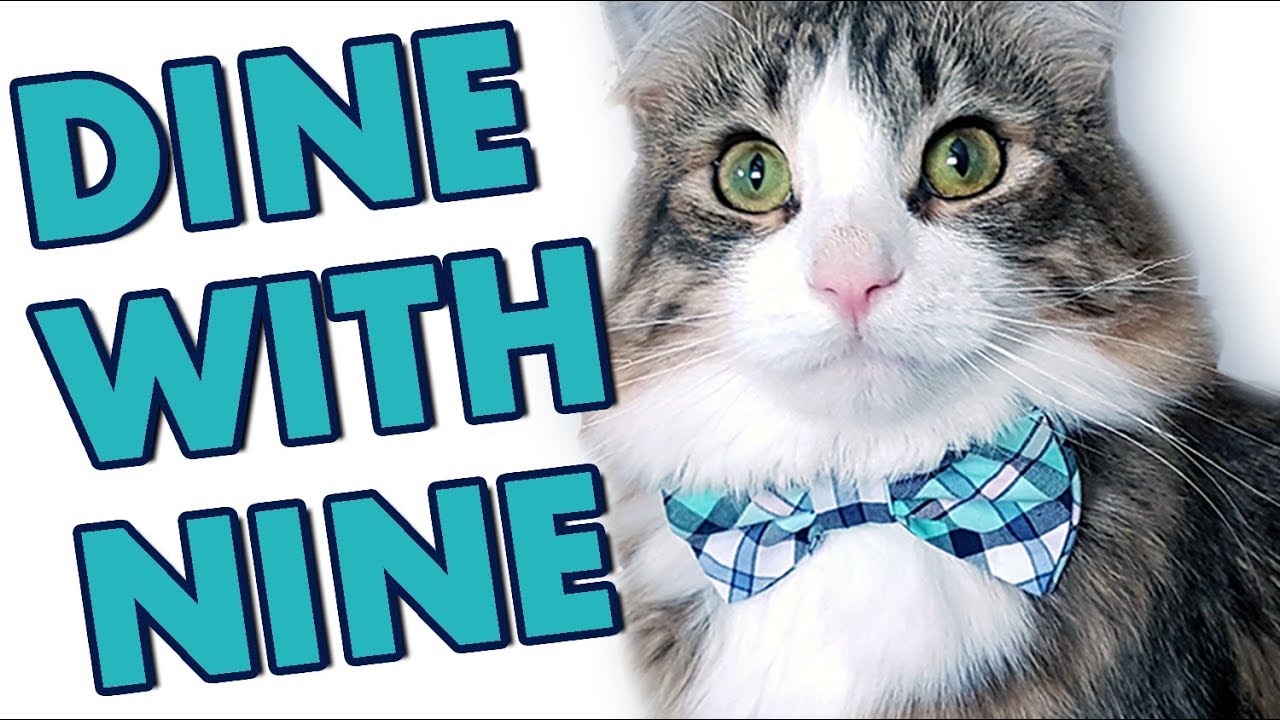 Rabbit Raw Meat Meal For Cats by Red Dog Blue Kat - YouTube