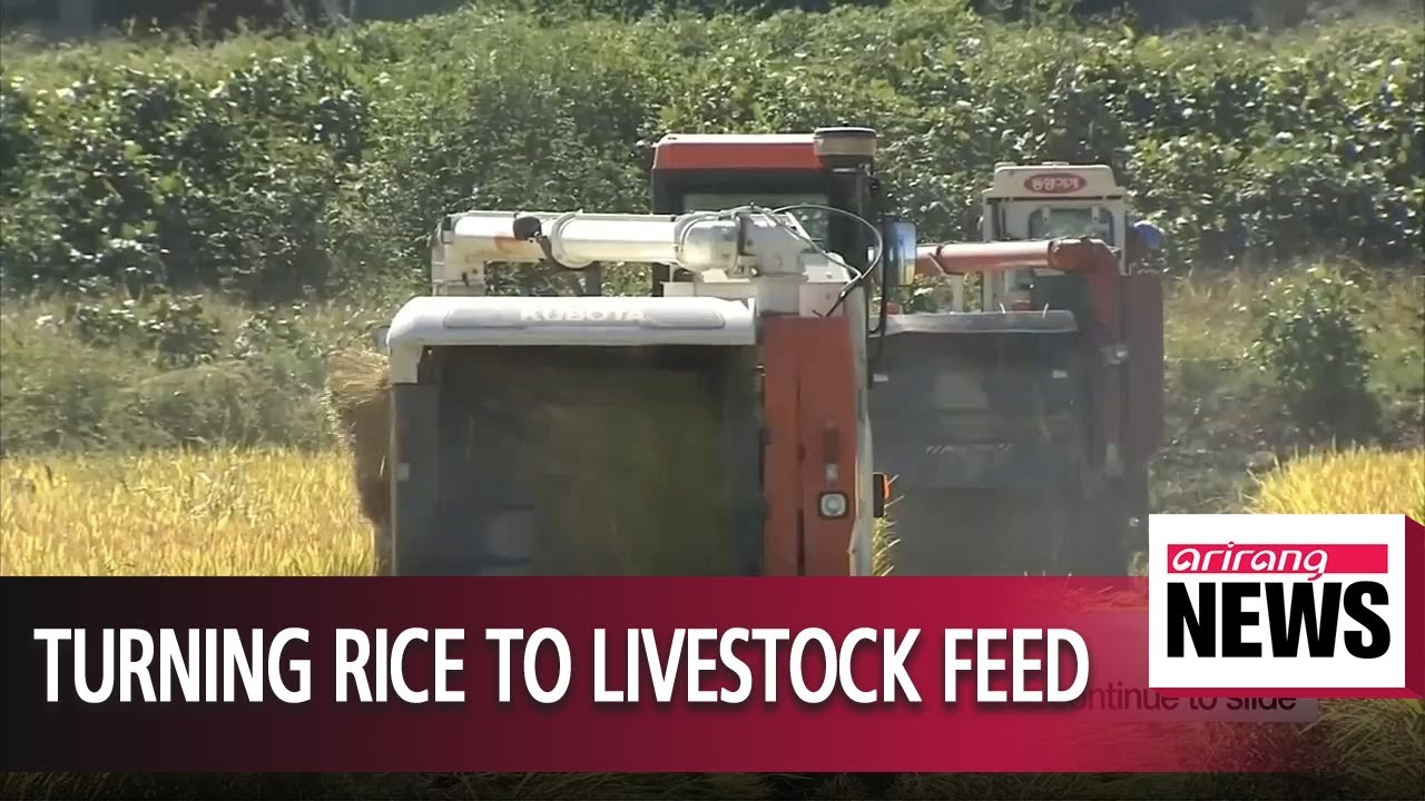 Researchers find rice-fed cows are more healthy, offer higher quality ...