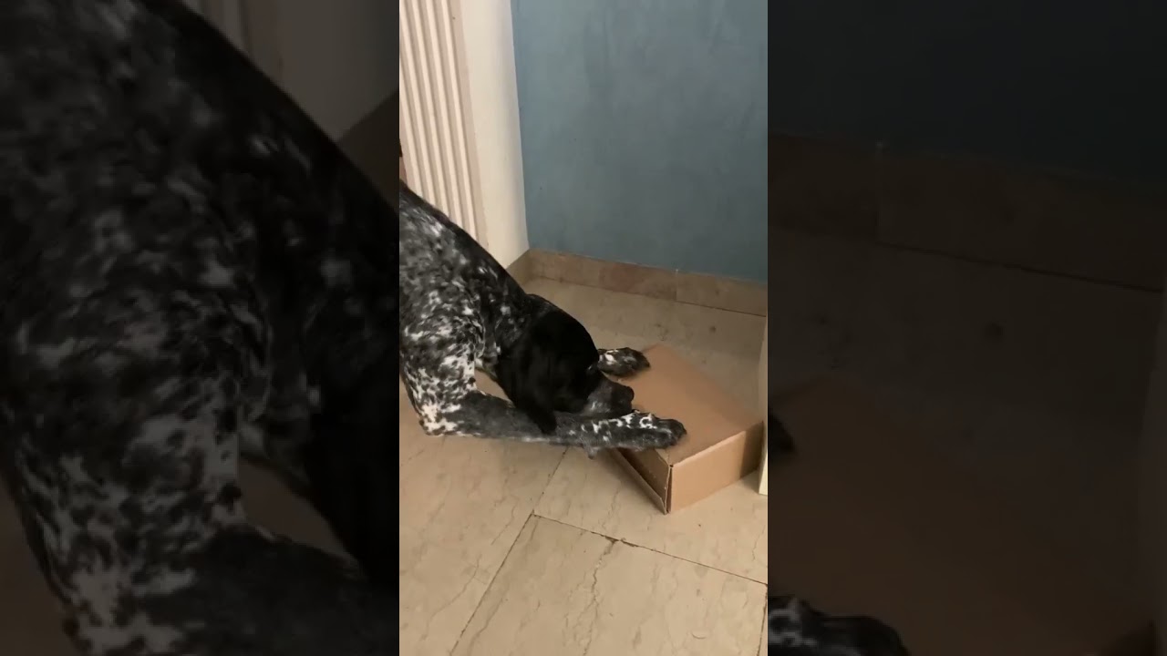 Cocaine Dog - YouTube