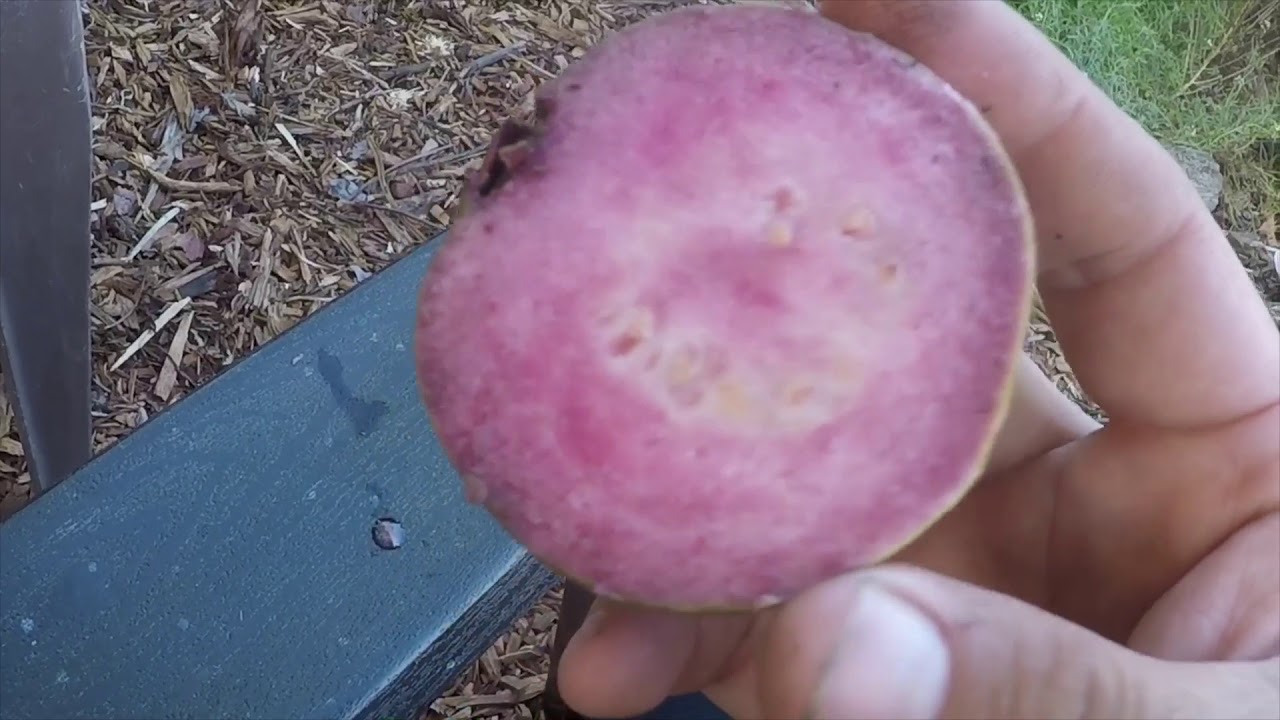 Tour of my guava trees growing in San Diego California many varieties ...