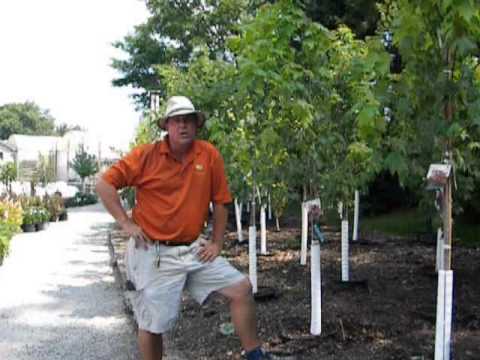 White Oak Gardens: Firefall Maple - YouTube