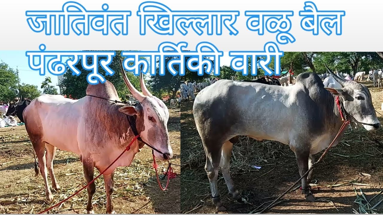 जातिवंत खिल्लार वळू बैल | पंढरपूर कार्तिकी वारी | Khillar Bull - YouTube