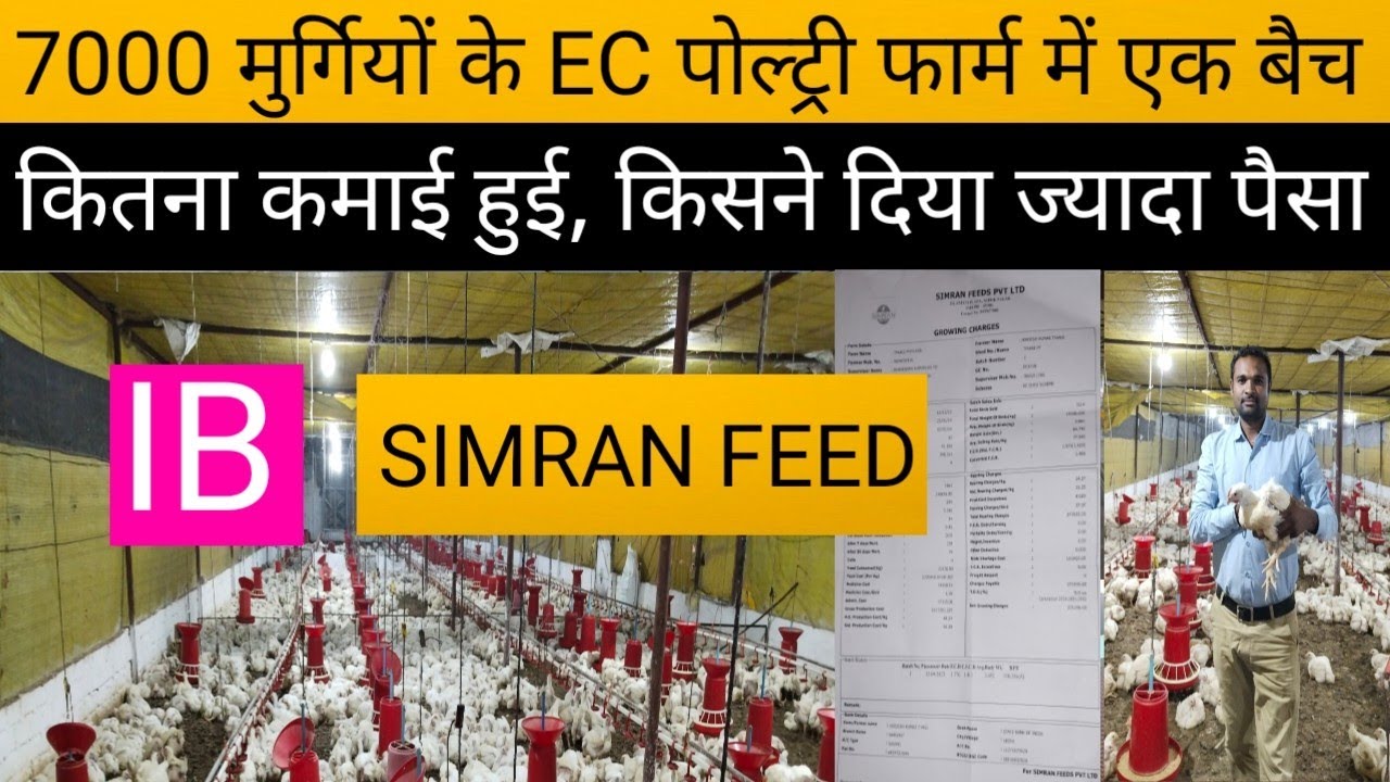 7000 मुर्गियों से Simran Feed से दूसरी बैच में कितनी कमाई हुई, सारी GC देखे, IB और पोल्ट्री जोन ...