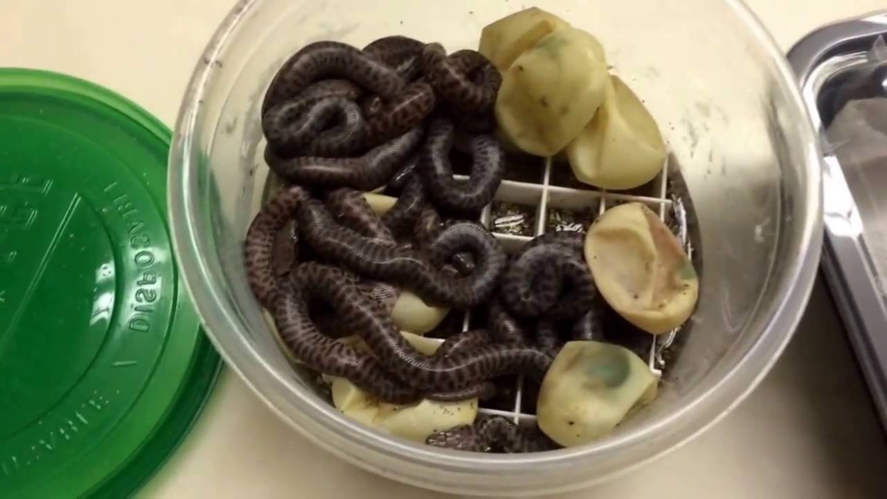 Children's Python: Hatchlings! - YouTube