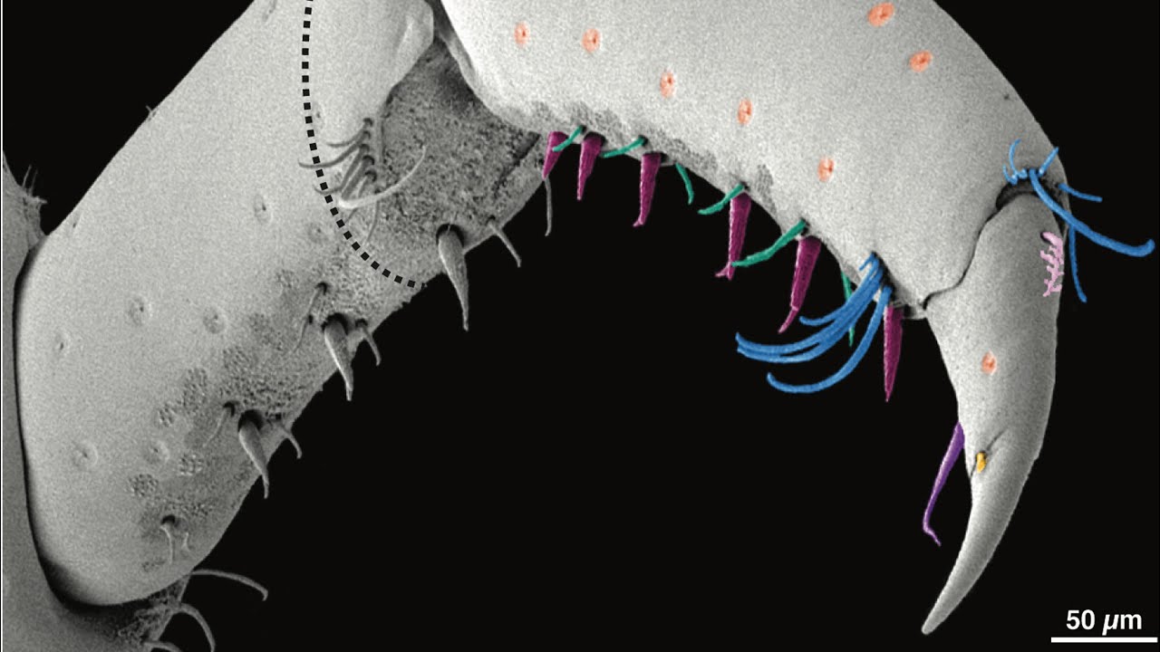 SN - Crustacean species can regrow lost legs with near perfect ...
