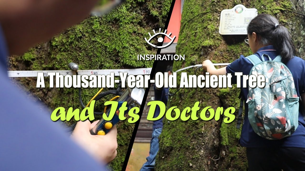 A Thousand-Year-0ld Ancient Tree and its Doctors - YouTube