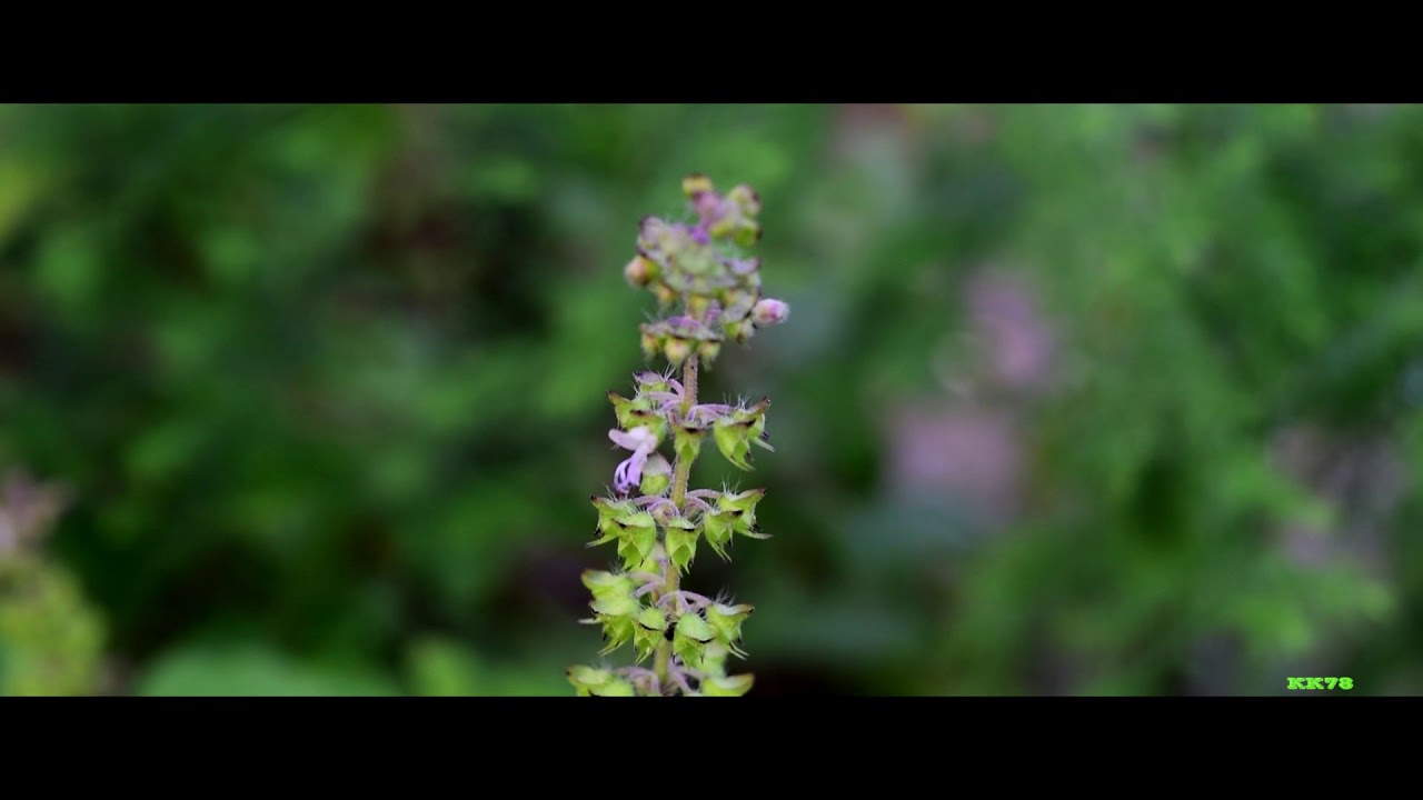 The Nature | A cinematic look - YouTube