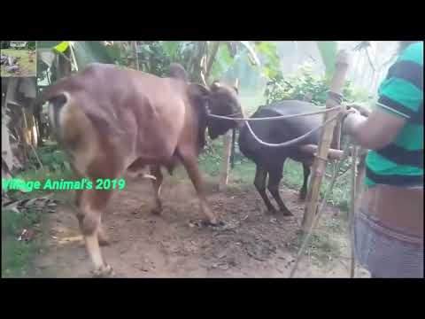 BERBAGAI JENIS  SAPI KAWIN