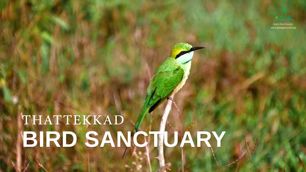 Thattekkad Bird Sanctuary | Watch the Winged Wonders | Bird Watcher's ...