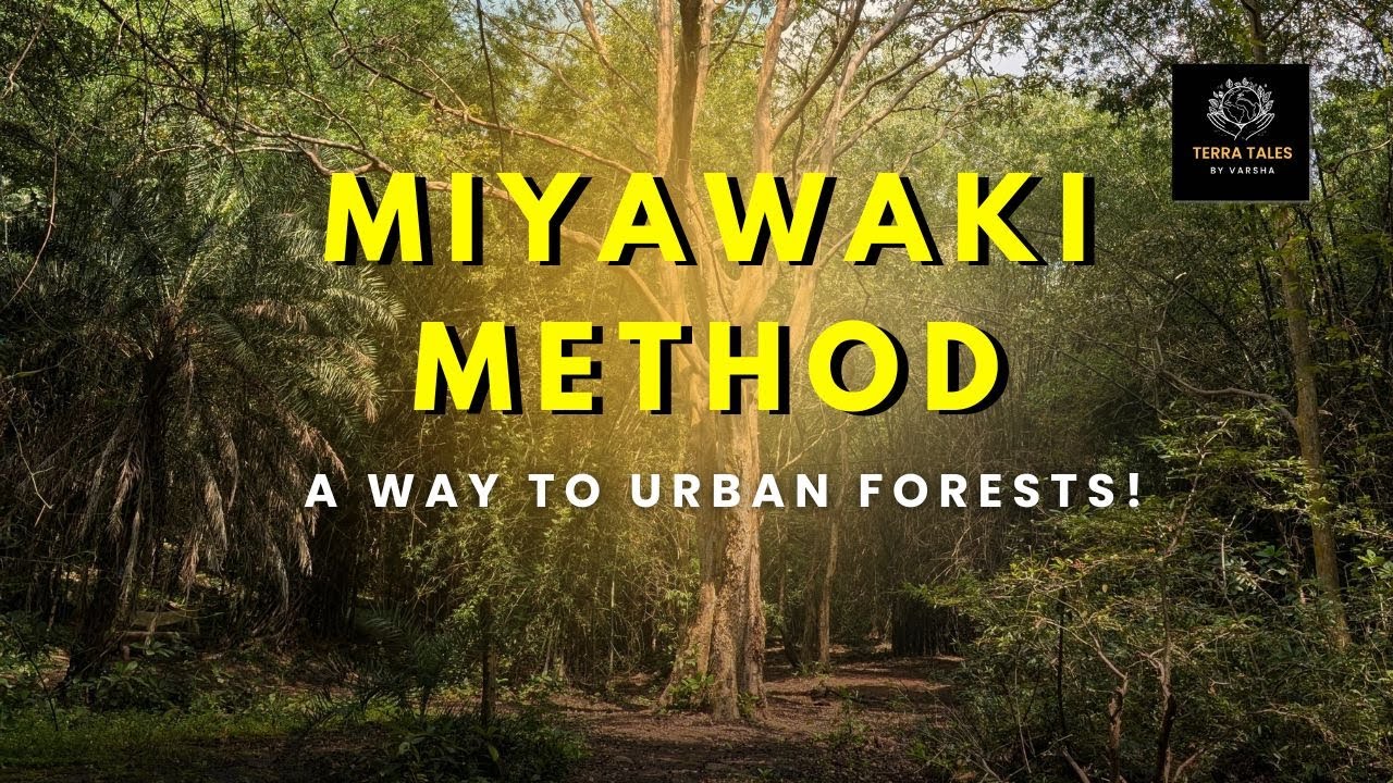 Miyawaki Method of Tree Plantation | Afforestation | Terra Tales by ...