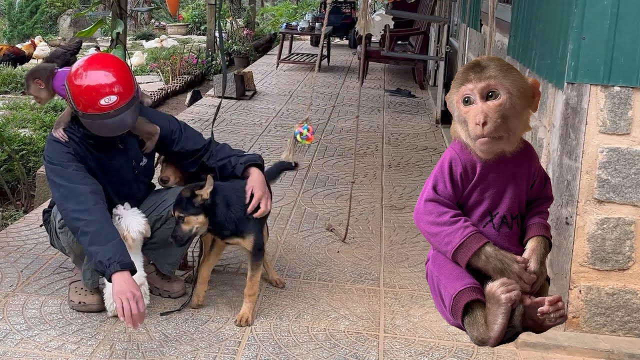 Monkey Max obediently waited for dad come home from market - YouTube