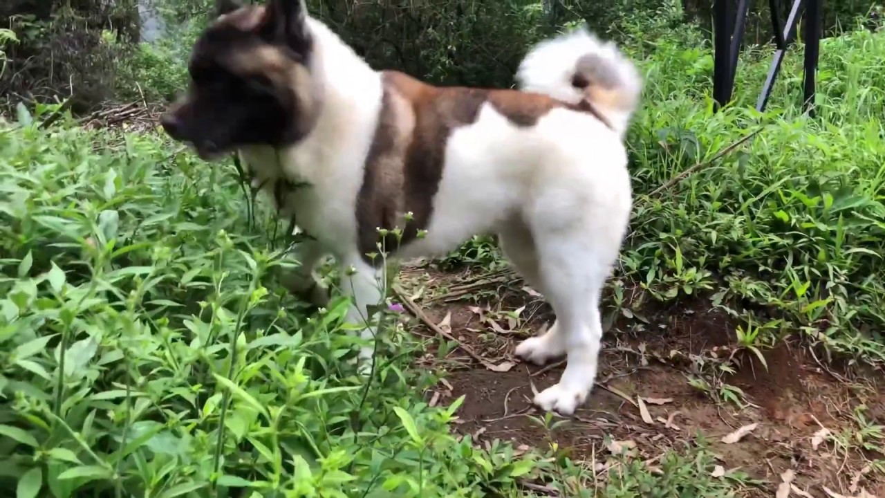 Hiking With American Akita Ina Champion Lexus & Lexi 🤣 ️👍 - YouTube