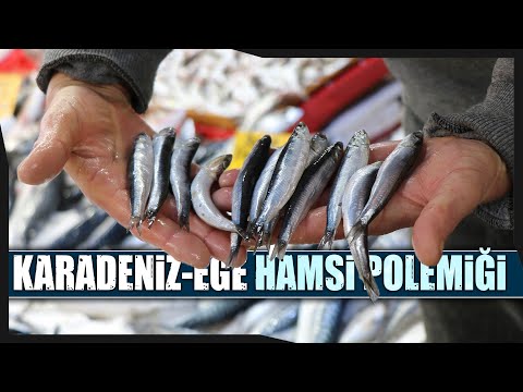 Karadeniz Hamsisi Mi, Ege Hamsisi Mi? Samsunlu Balıkçılar Aradaki Farkı Yorumladı
