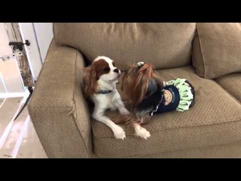 Rory and Bucky sitting in a tree... - YouTube