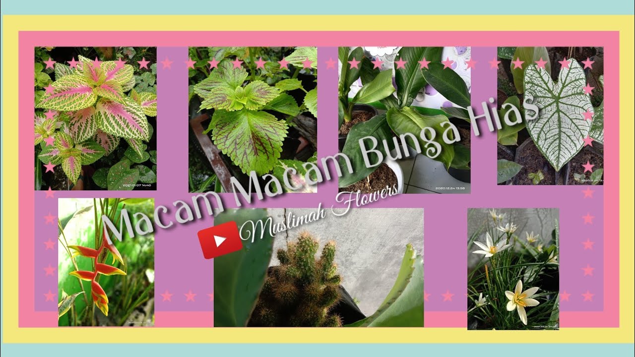 Macam Macam Bunga Hias - YouTube