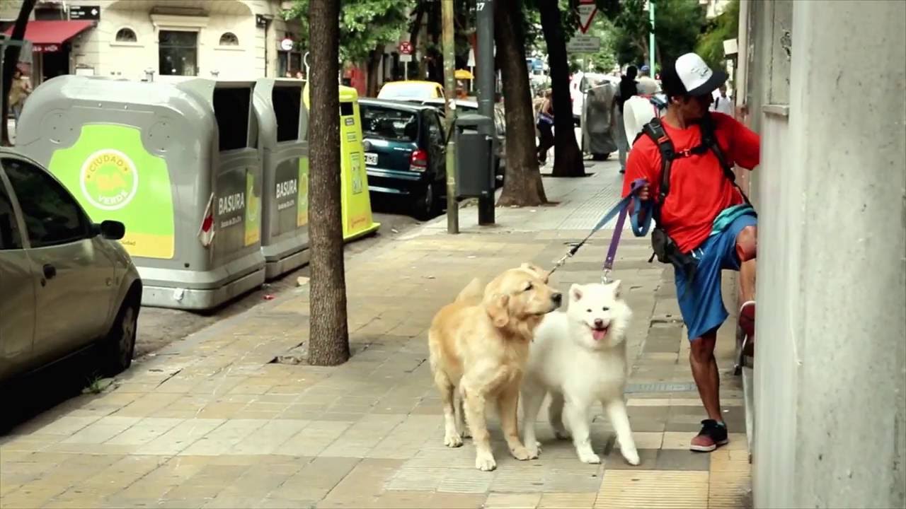 Episodio 3: “Conducta Antisocial” | El paseador de perros | Animal ...