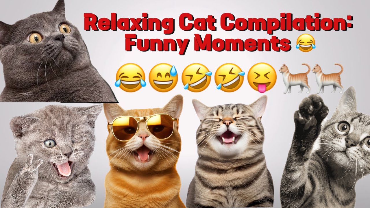 Relaxing Cat Compilation: Funny Moments and Cuteness Overloaded videos ...