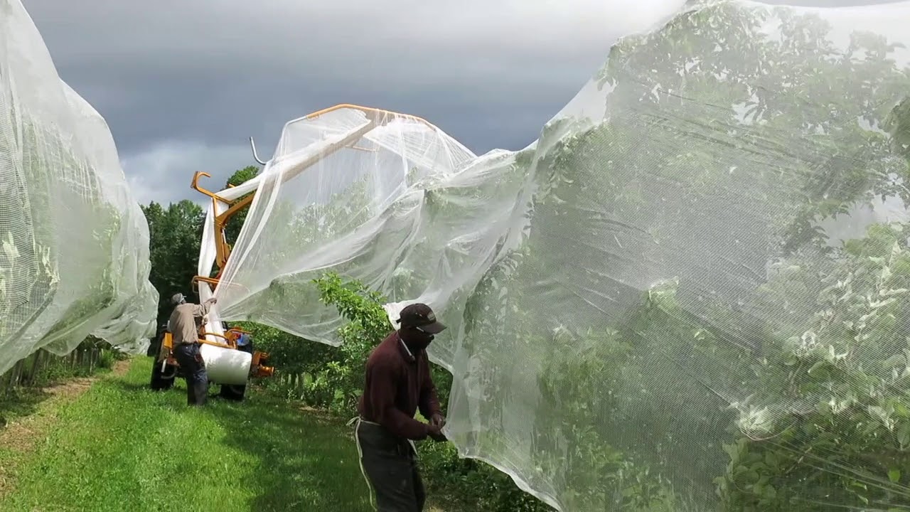Forrence Orchard Netting June 14, 2018 - YouTube