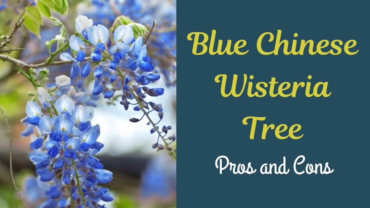 Blue Chinese Wisteria Tree: Pros and Cons Unveiled! #plants # ...