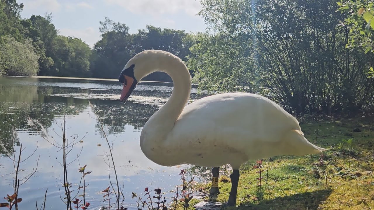 Mute swan cob ( John) peacefully feeding on seeds. - YouTube