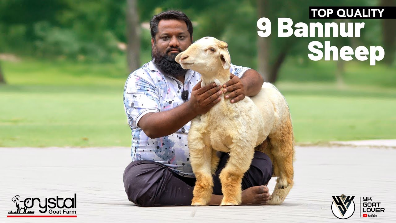 Palnewale Bannur Ke Mende at Crystal Goat Farm I YK Goat Lover - YouTube