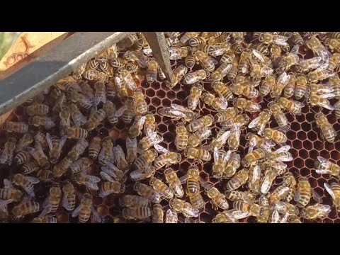 Yalancı Ana Yapan (Erkeğe Giden) Kovanı Kurtardım! 🐝 | Mucize Müdahale