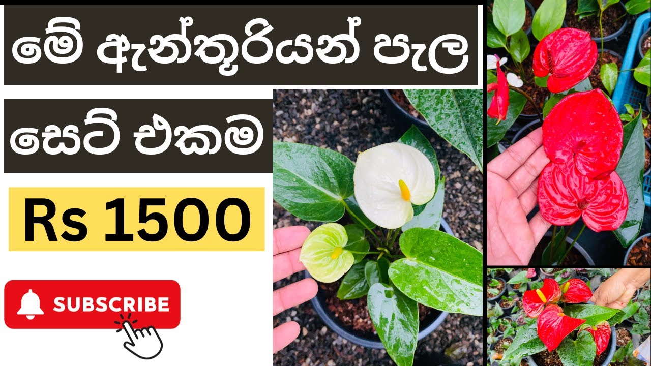 මේ ඇන්තුරියම් පැල ටික රු1500 -Anthurium Wagawa|Plants Price|Sinhalen ...