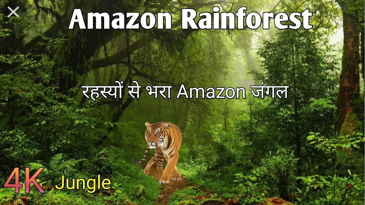 Amazon Rainforest-4k || Amazon rainforest- Animal || Amazon the World ...