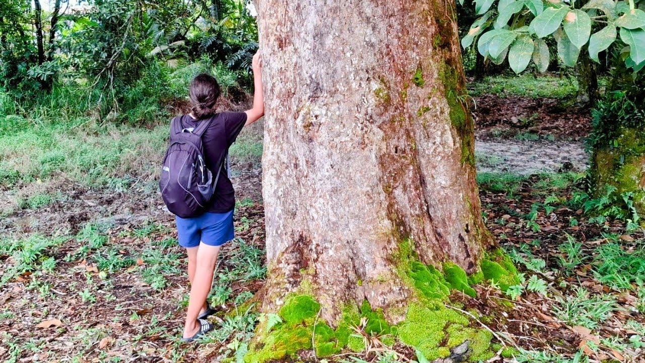 Huge Ancient Jungle Mango (Mangifera laurina, M. indica) Trees at ...