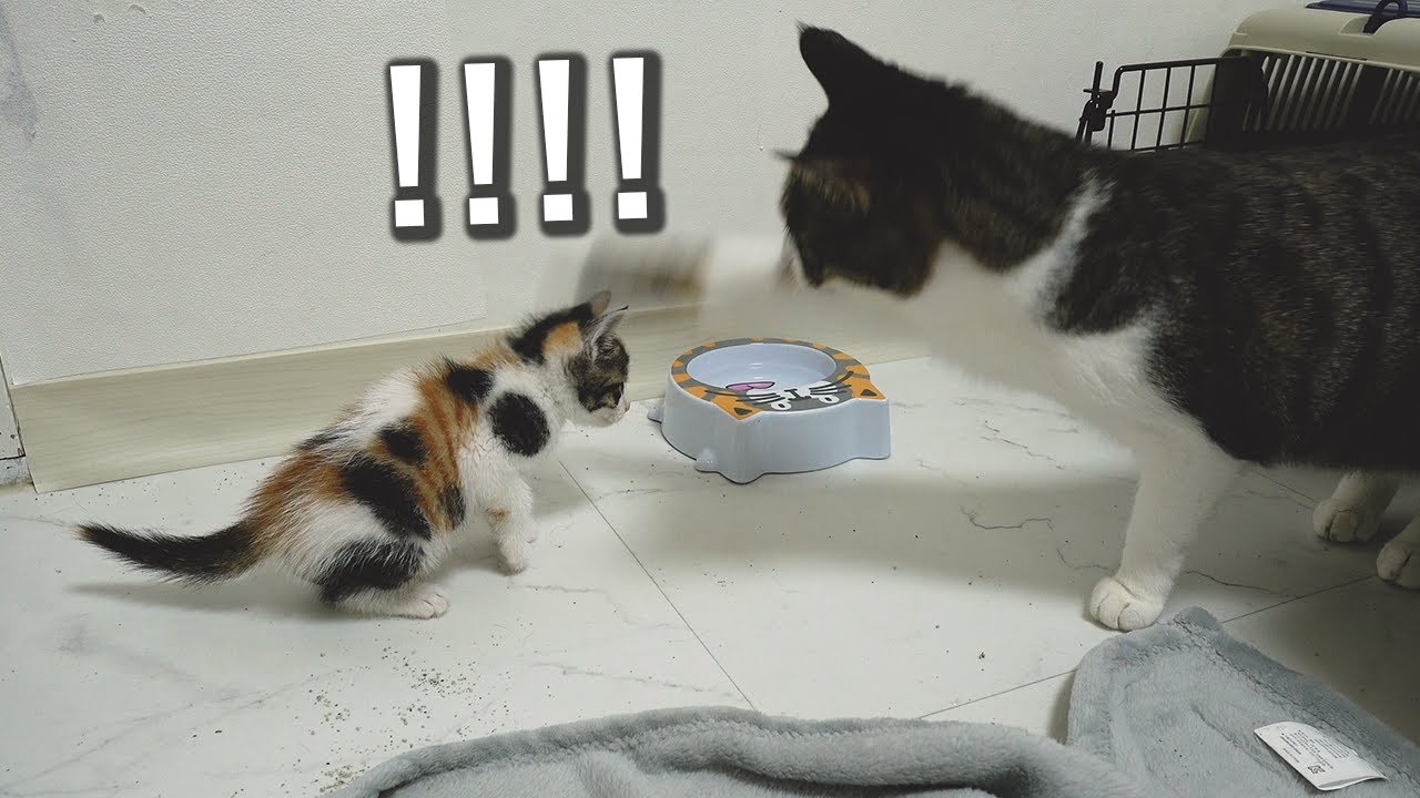 The Mom Cat Keeps Beating the Baby Cat!!! - YouTube