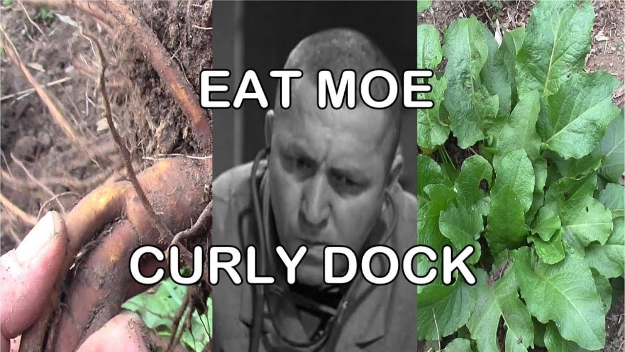Curly Dock - Wild Edible/Medicinal - YouTube