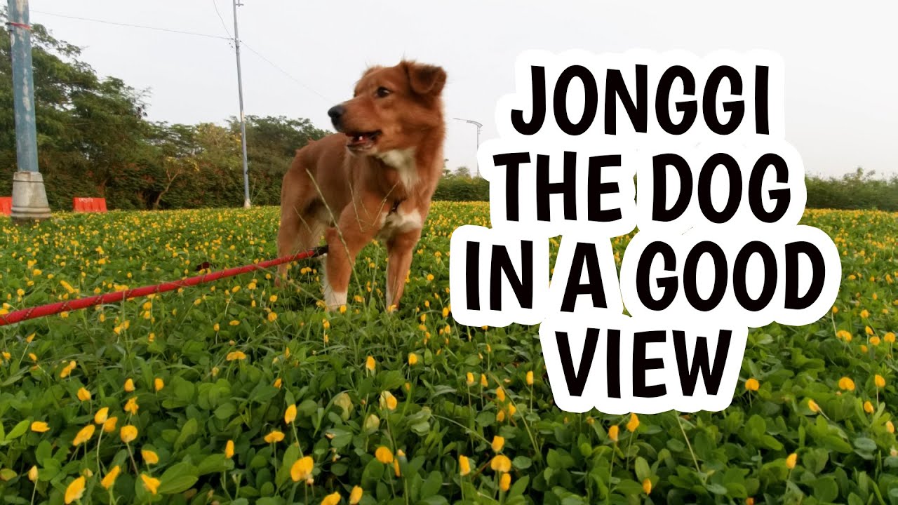 Jonggi The Dog walking and running in a good view - YouTube