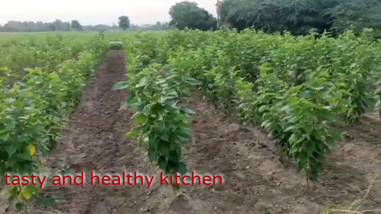 Mulberry Stick For Sale/Pattu Pulu/Mulberry/Goat Feed/Cow Feed/Rabbit ...