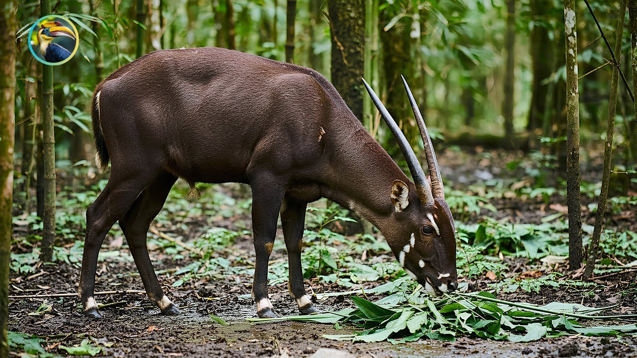 The Saola Asia’s Rarest and Most Mysterious Animal | The Asian Unicorn ...
