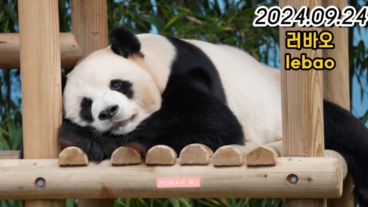 2024.09.24 러바오 lebao - YouTube