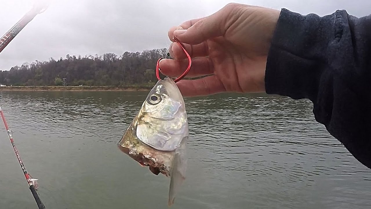 Using Skipjack Heads To Catch GIANT Catfish (Ft. Fishing with Billy ...