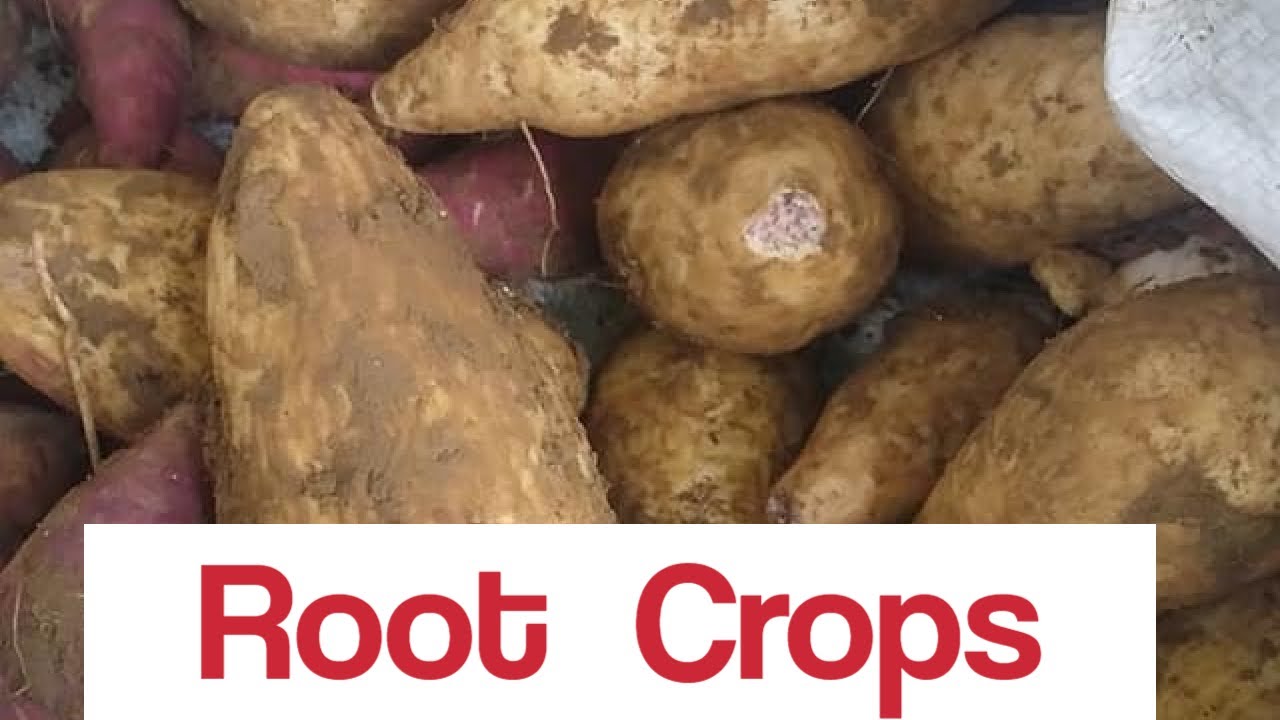 Root Crops ll Kamoteng Kahoy and Kamoteng Baging ll #shots #rootCrops ...