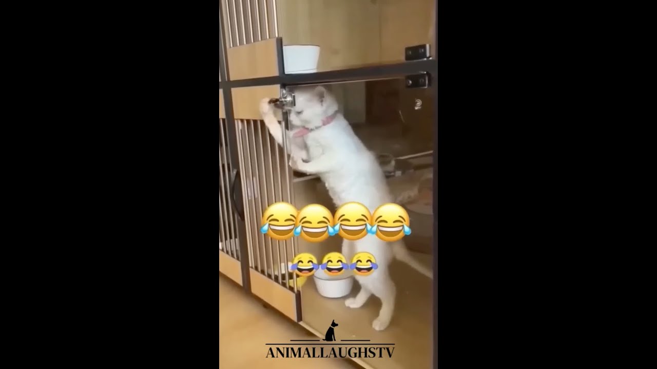 Unlimited Laughter: Funniest Cats And Dogs Part 1 - YouTube