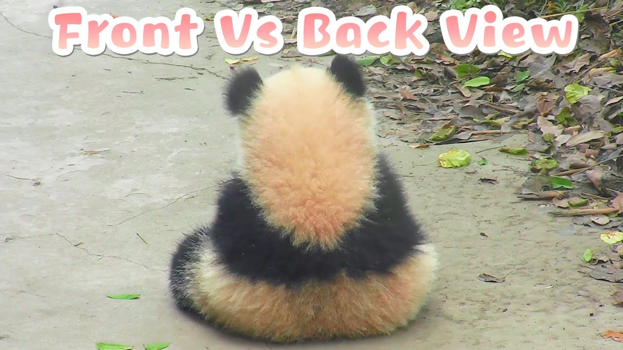 Both Front And Back View Of Panda Are Amazing | iPanda - YouTube