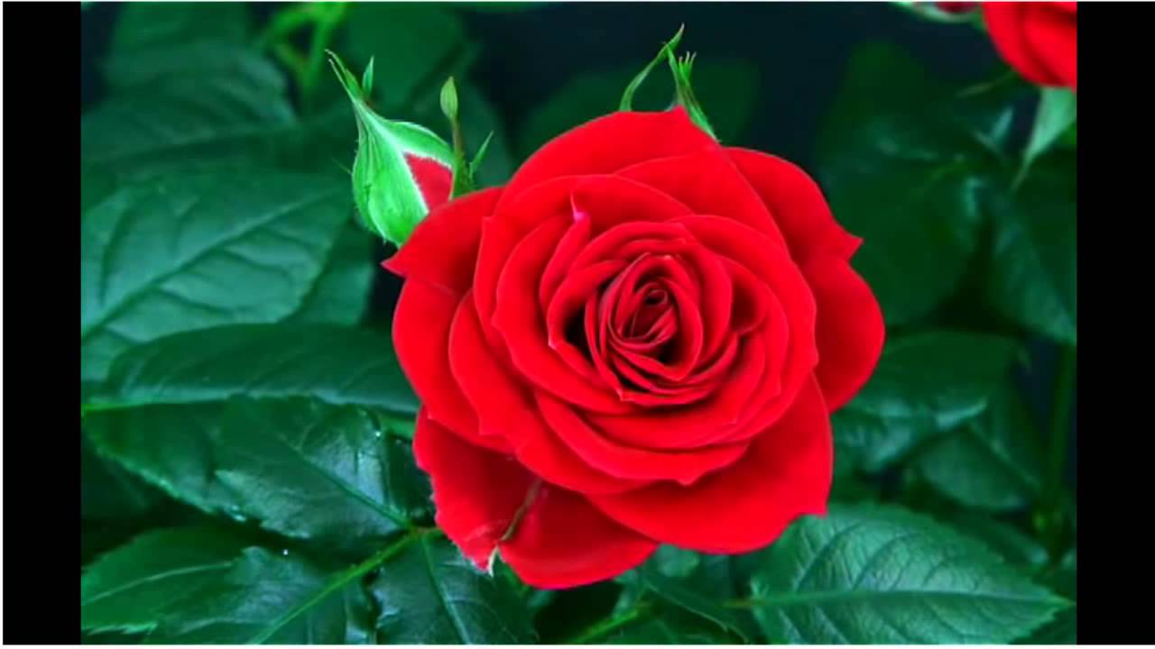 Rød rose springer ud - YouTube