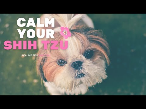 Musica para acalmar Shih Tzu | Acalme seu cachorro