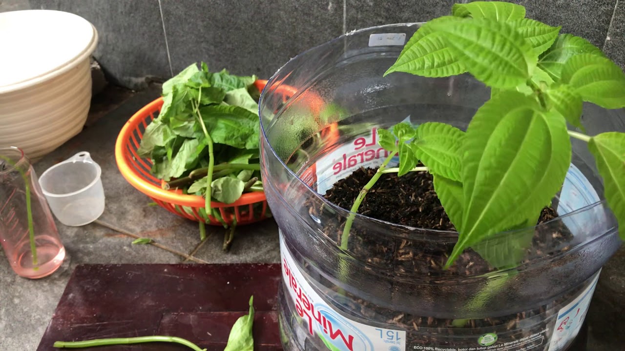 Stek Tanaman Pohon Daun Pohpohan Lalapan Sunda - YouTube