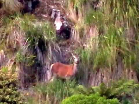 Ruahine Ranges Red Deer 23rd March 2013 - YouTube