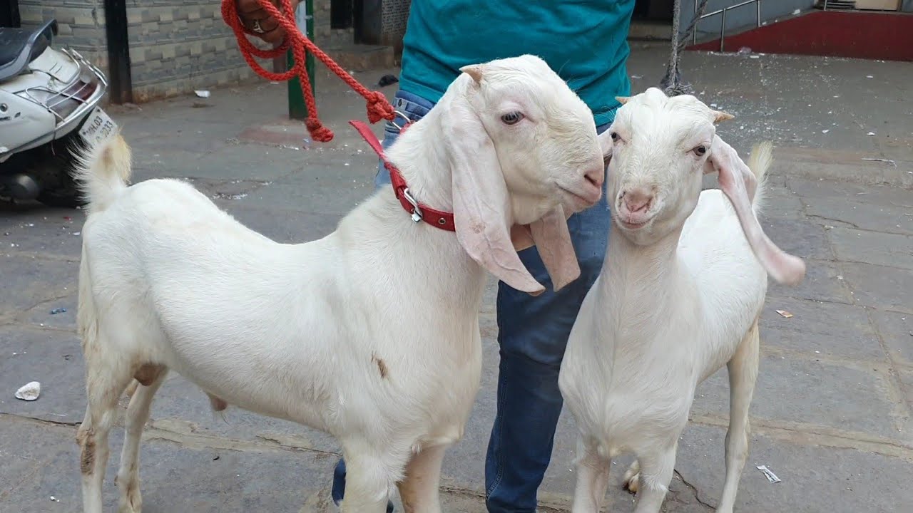 Momin Goat Farm Govandi | All Breed Goats Mumbai. - YouTube