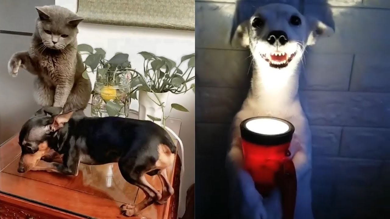 Funny Animals Video for relaxing#2 - FUNNY ANIMALS HD - YouTube