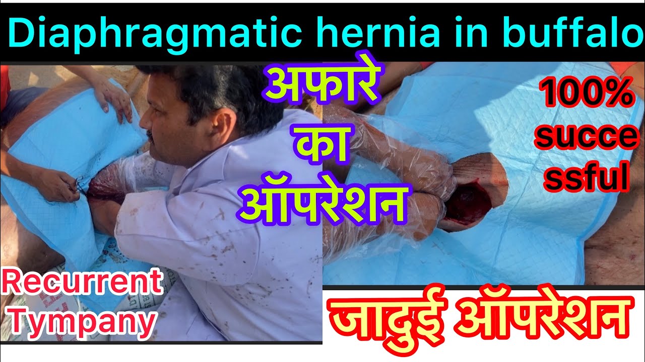 Diaphragmatic hernia in buffalo l dr umar khan - YouTube